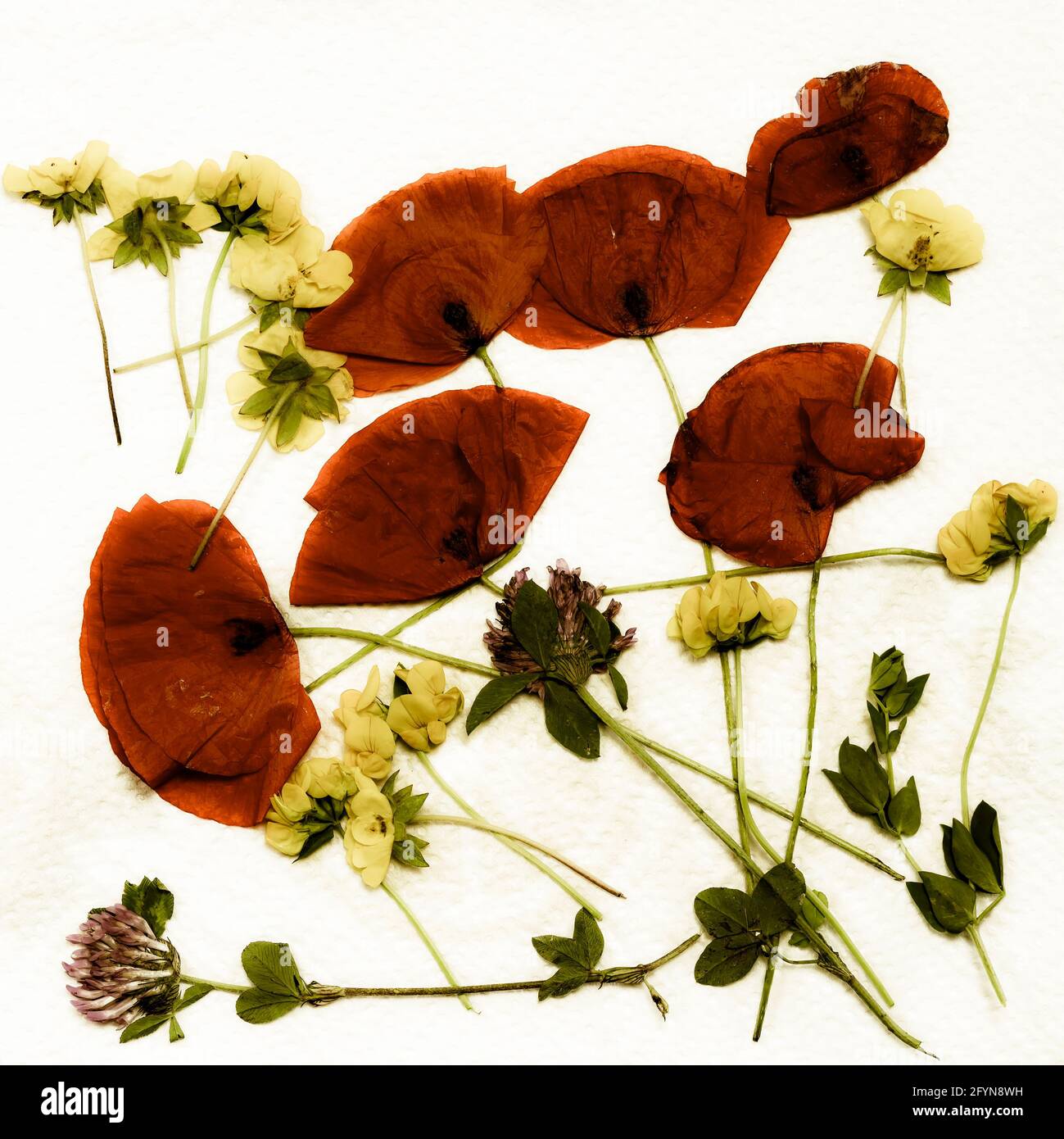 Composition of poppies and other dried and crushed colored flowers on a ...