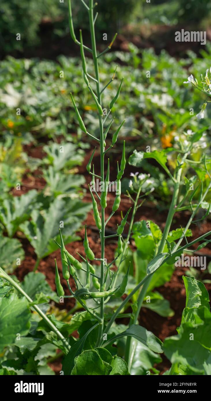 Rat tail radish hi-res stock photography and images - Alamy