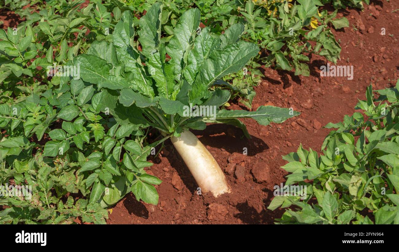Potato underground hi-res stock photography and images - Alamy