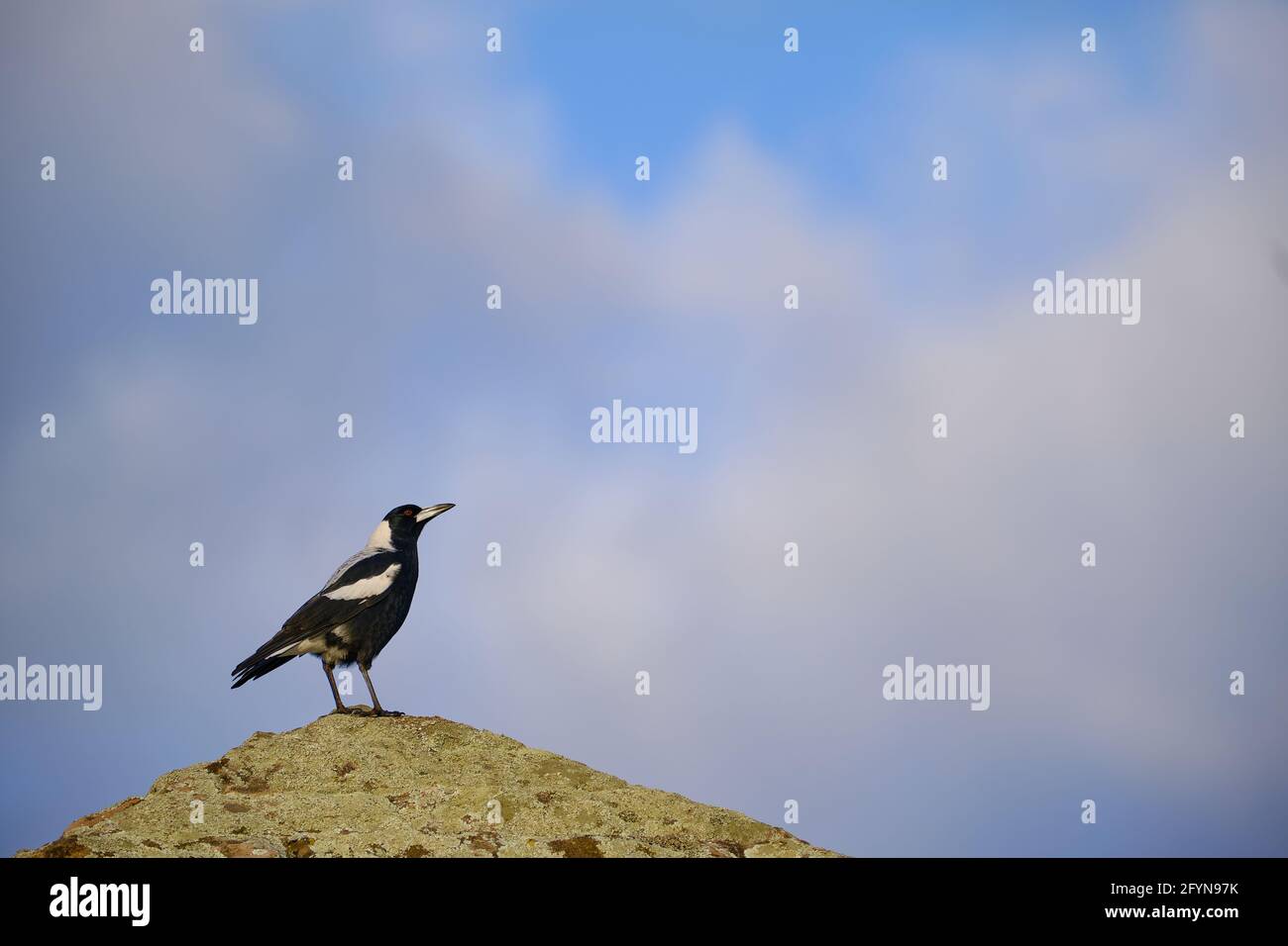 Magpie Looking Up Stock Photo - Alamy