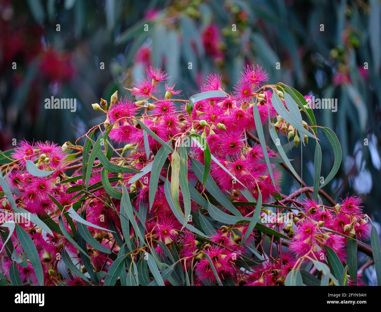 Red flowering gum tree hi-res stock photography and images - Alamy