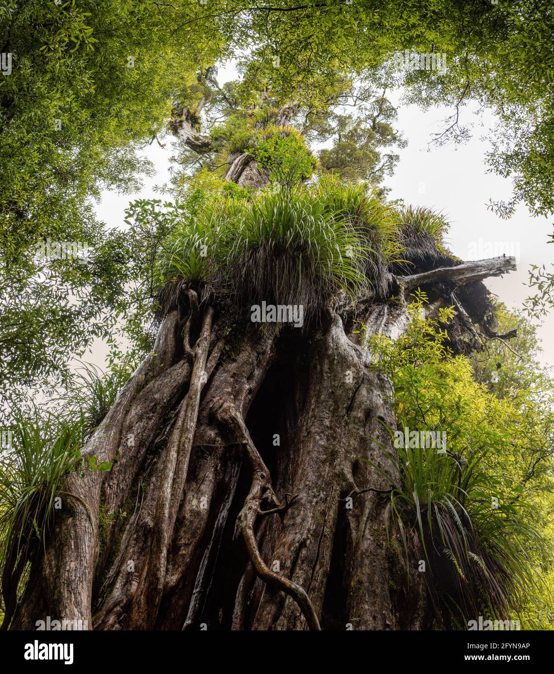 Te urewera maori hi-res stock photography and images - Alamy