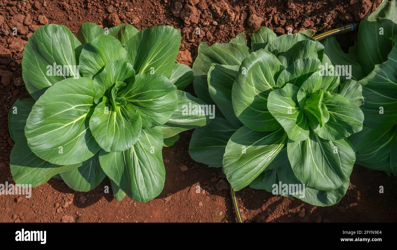 Close up top view of Bok choy ,Brassica Rapa, Chinese cabbage with ...