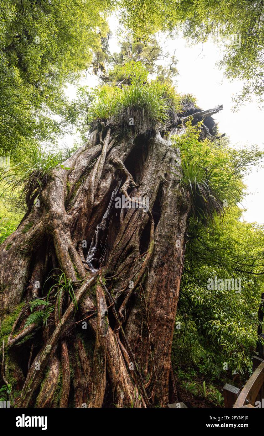 The maori king of new zealand hi-res stock photography and images - Alamy