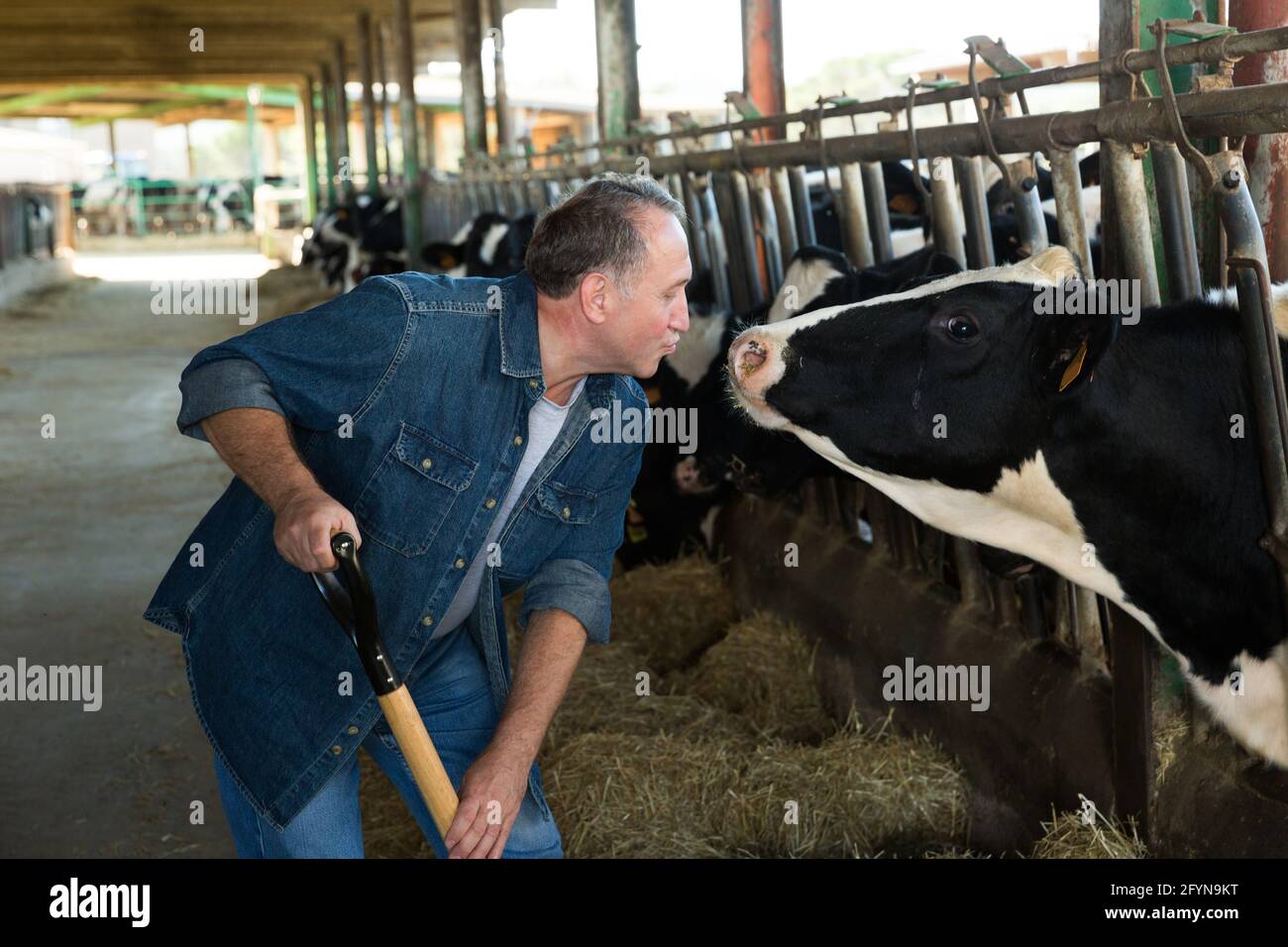 Portrait of man who is feeding cows at the farm Stock Photo - Alamy