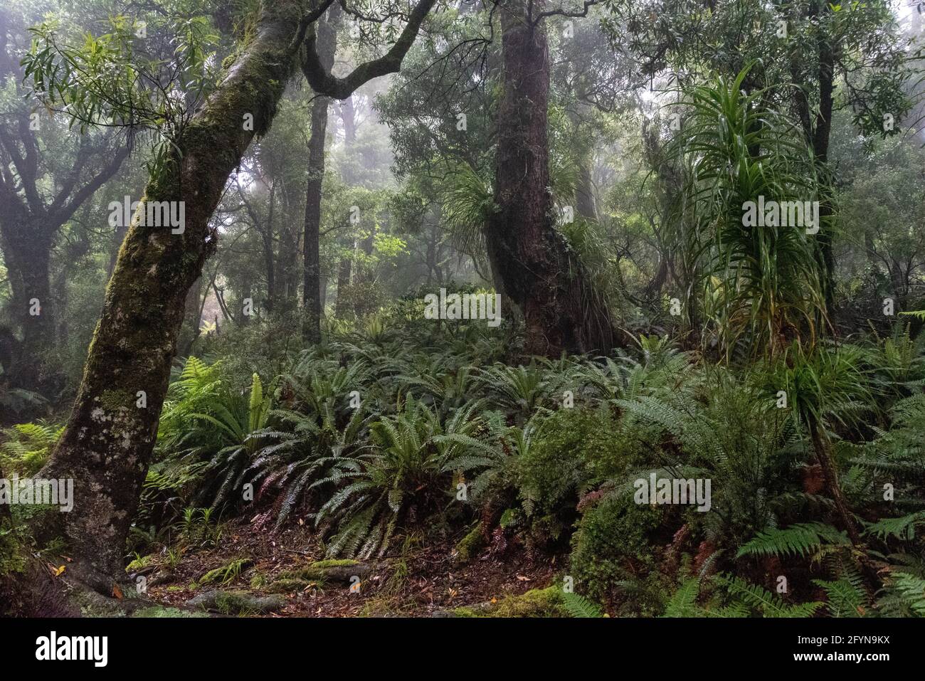 Te urewera maori hi-res stock photography and images - Alamy