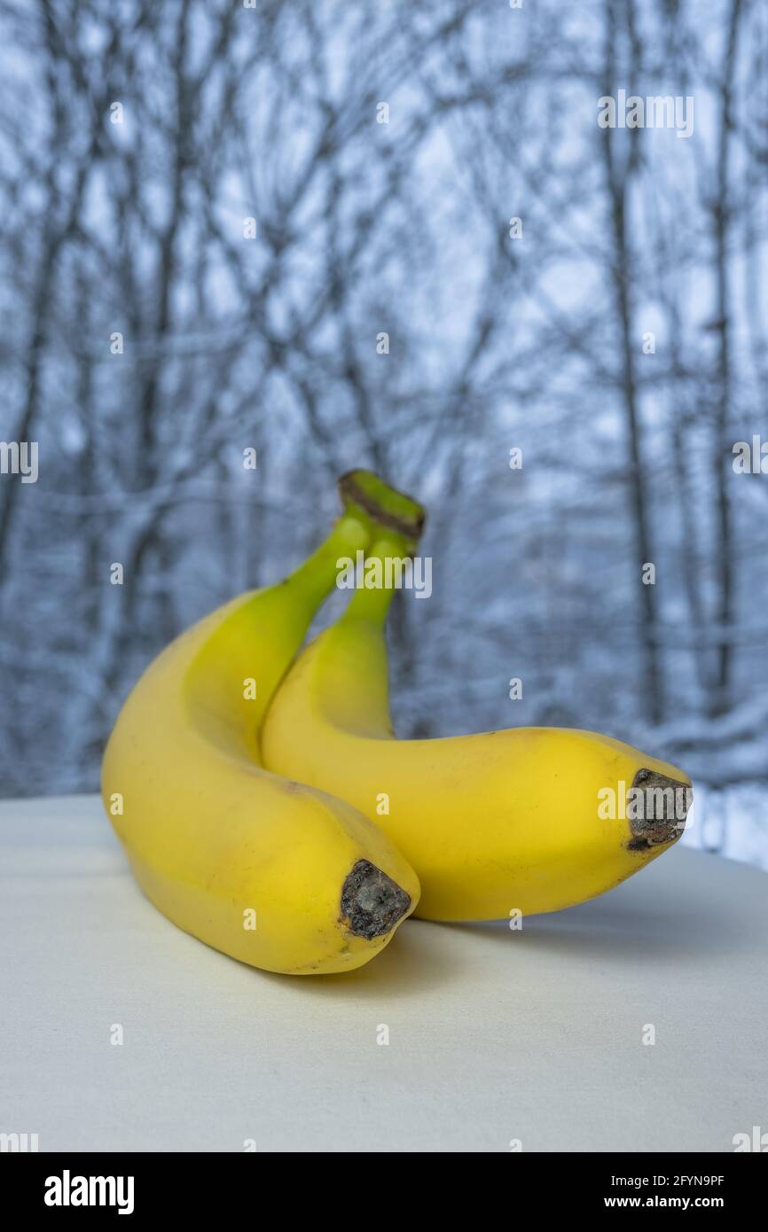 Two bananas with a natural winter background of snow-covered trees ...