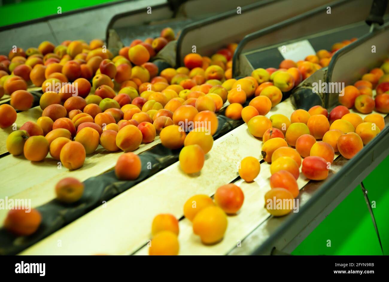 View of fresh ripe apricots on conveyor belt of sorting production line ...