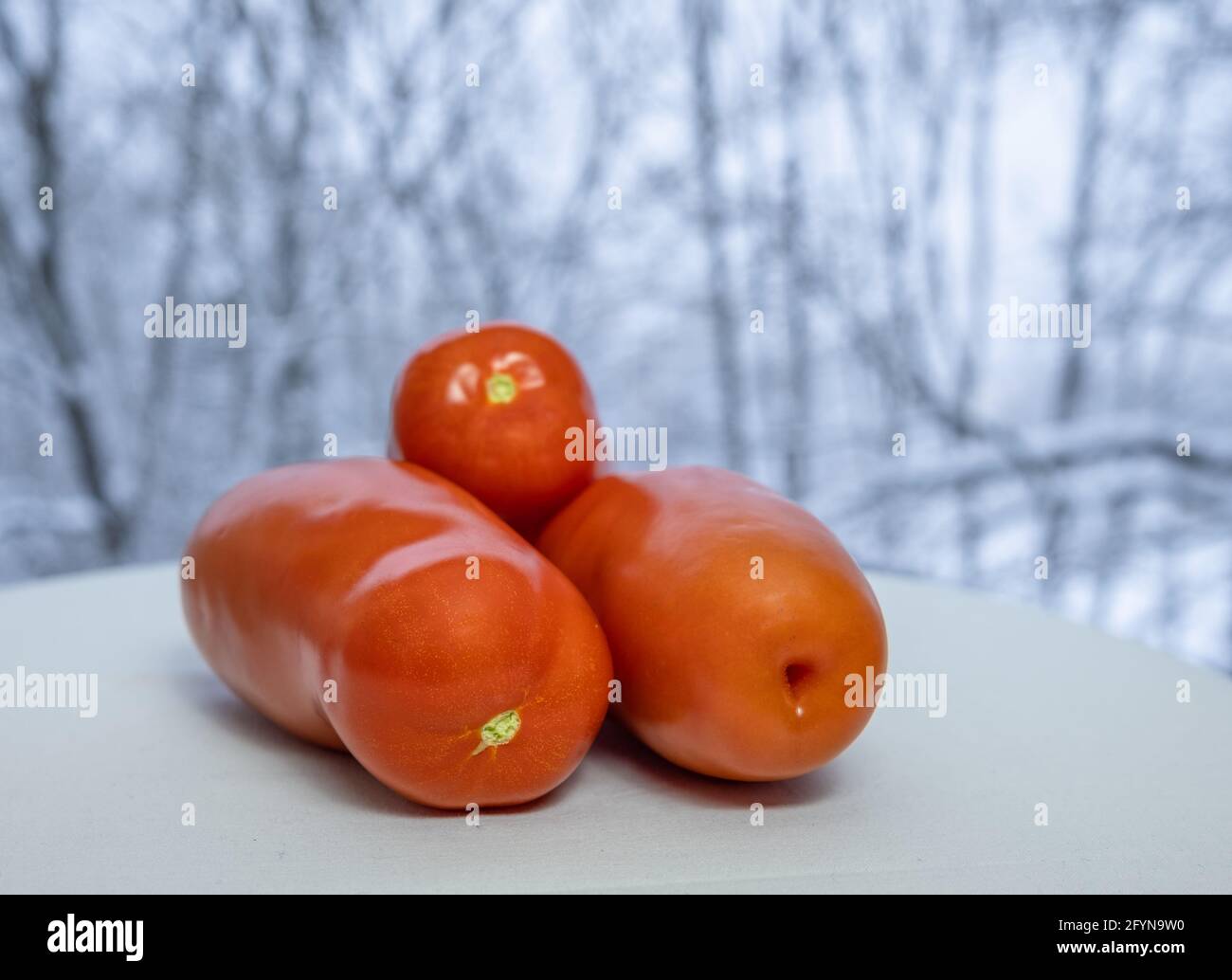 Tomatoes with a natural winter background of snow-covered trees Stock ...
