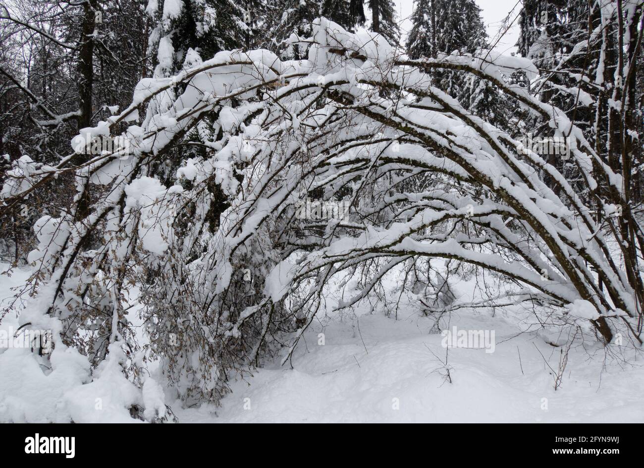 Snow-bent trees in the snowy Grunwald forest on the outskirts of Zurich ...