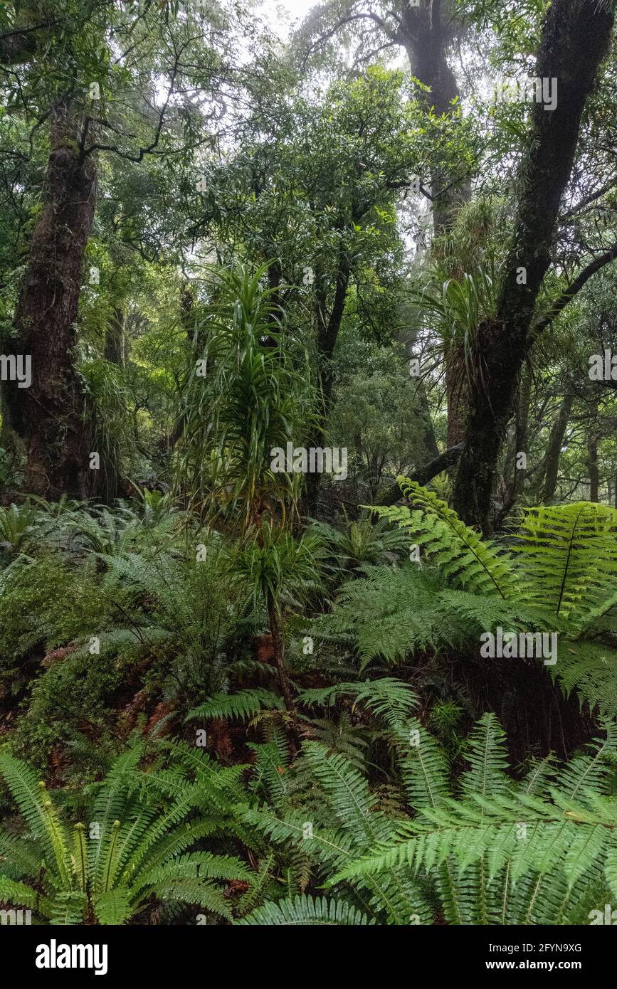 Te urewera new zealand hi-res stock photography and images - Alamy