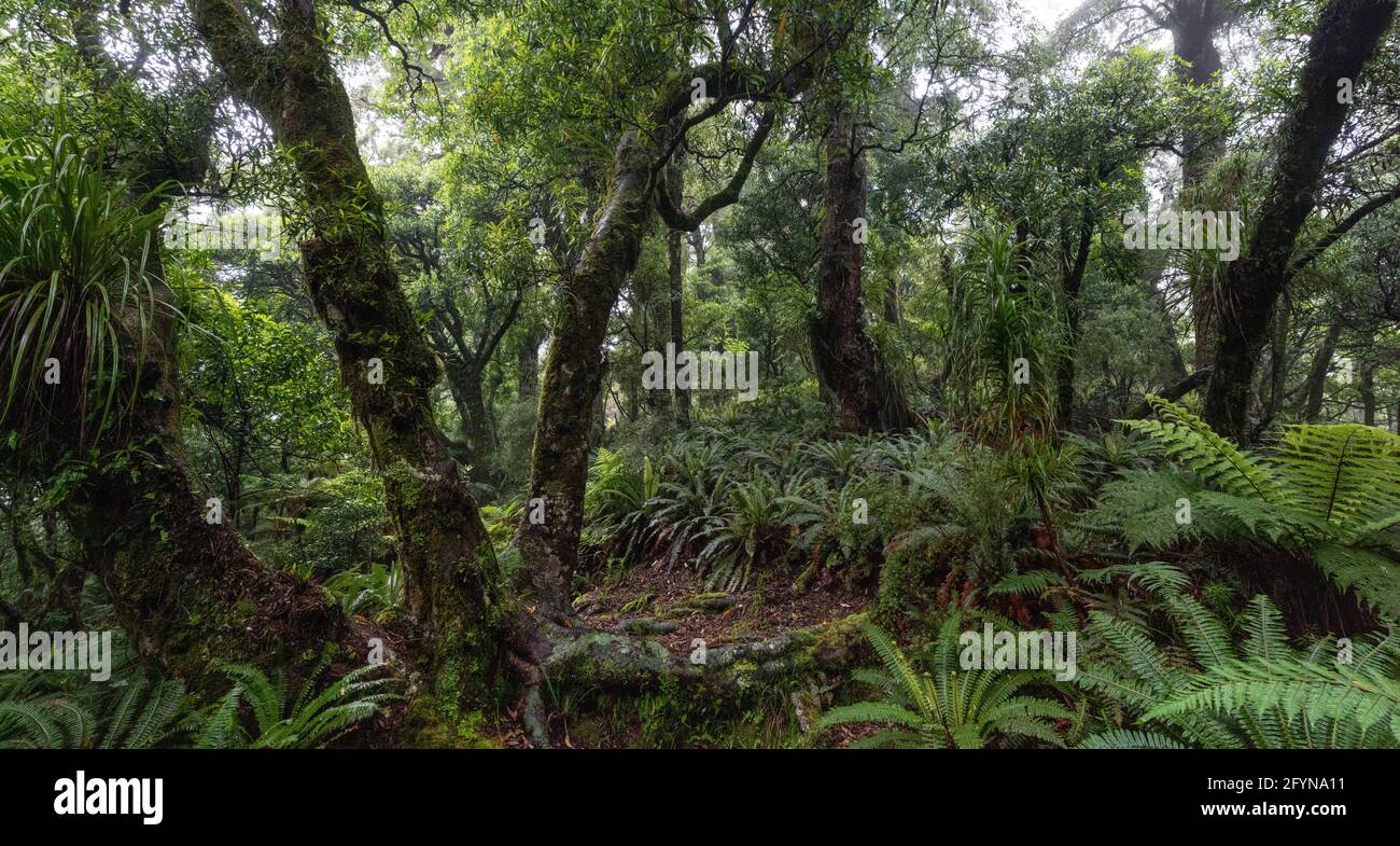 Te urewera hi-res stock photography and images - Alamy