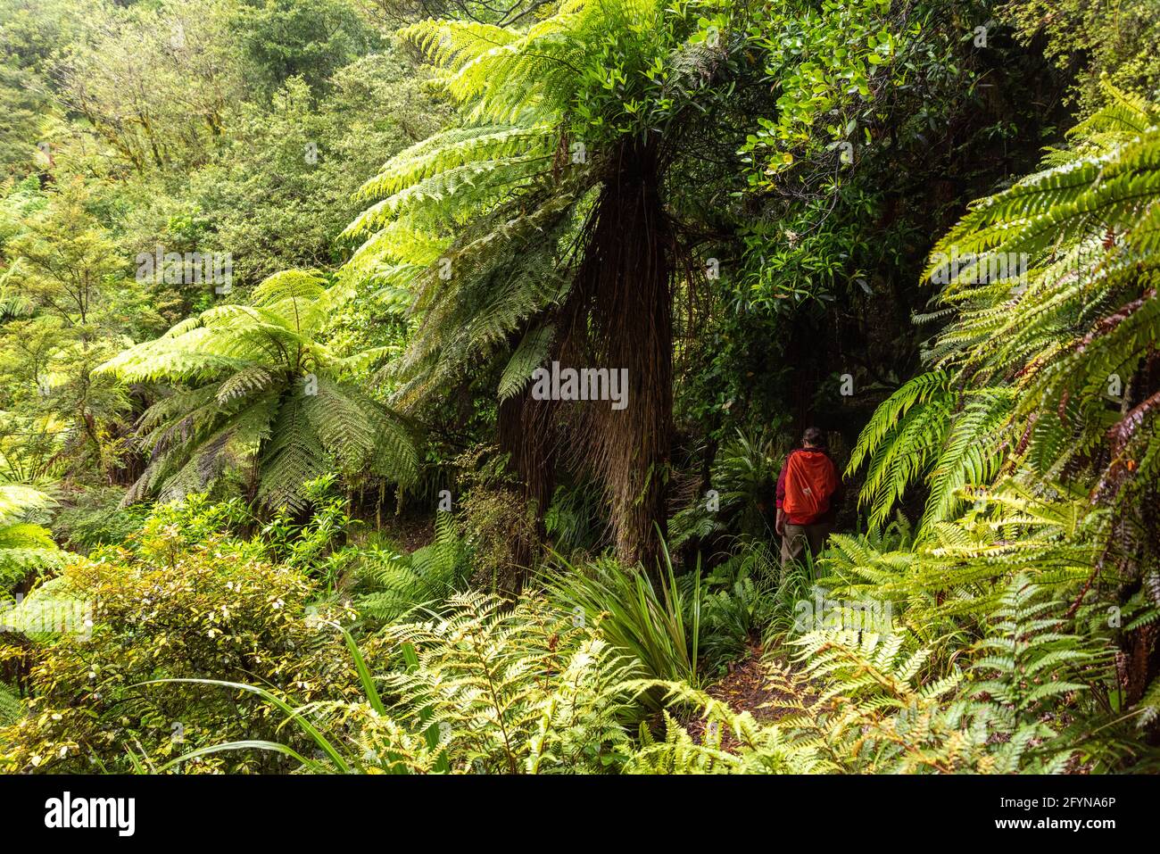 Maori explorer hi-res stock photography and images - Alamy