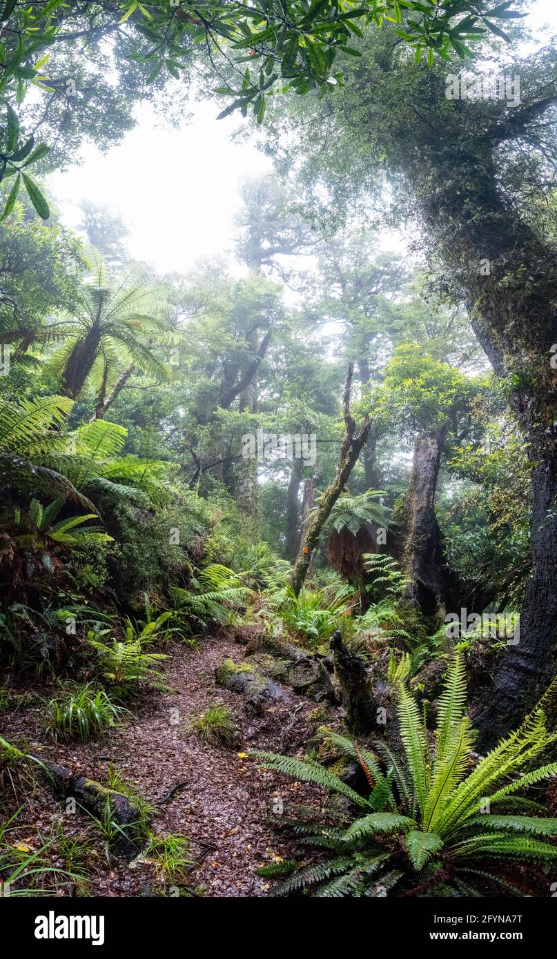 Te urewera maori hi-res stock photography and images - Alamy