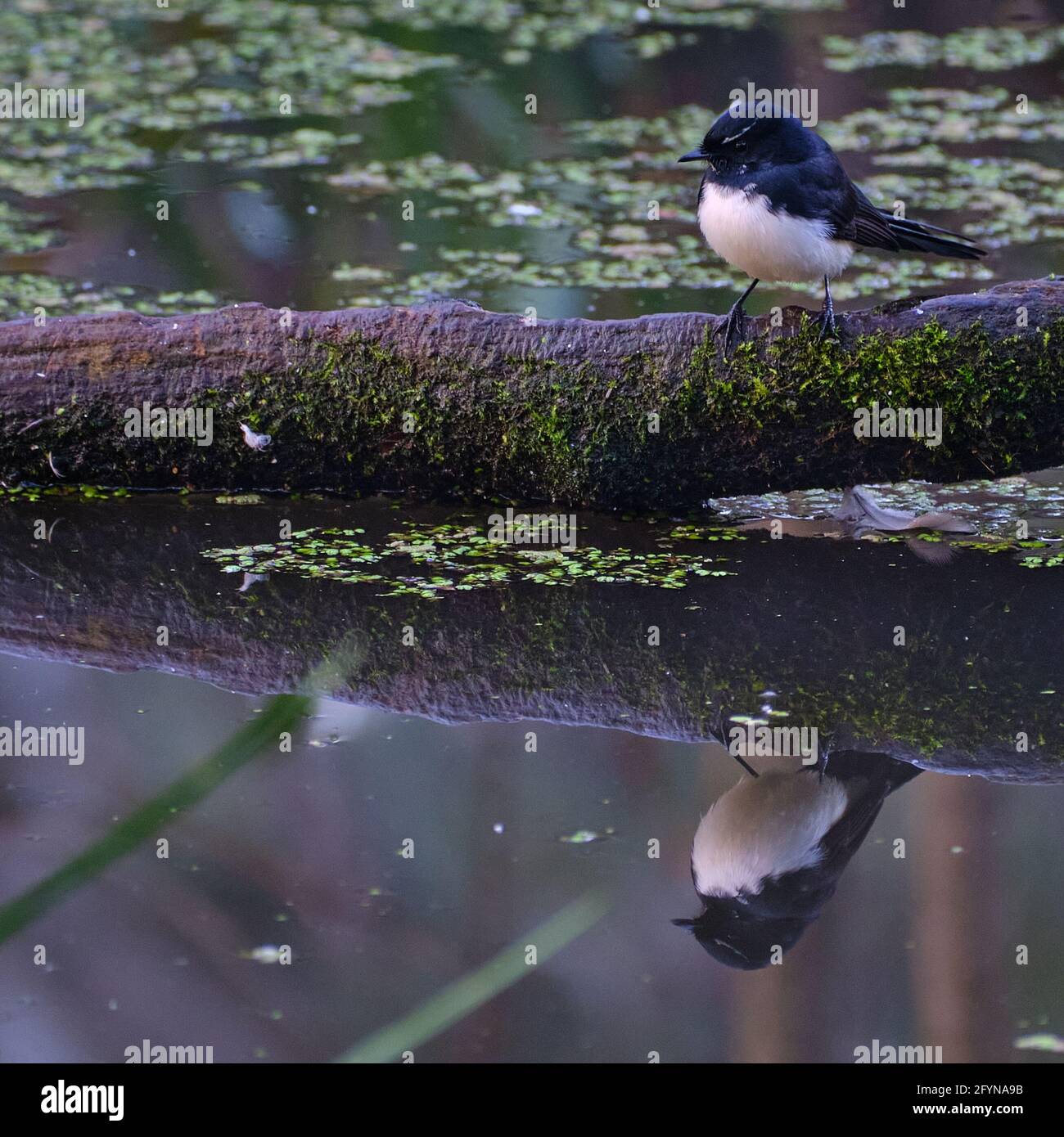 Willy wagtail hi-res stock photography and images - Alamy