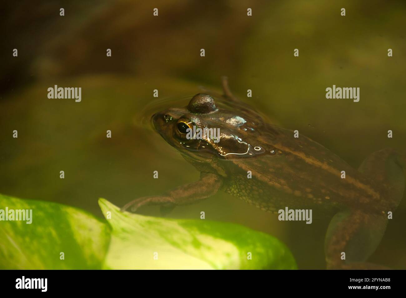 Sydney Australia, submerged yellow-spotted bell frog is a critically ...