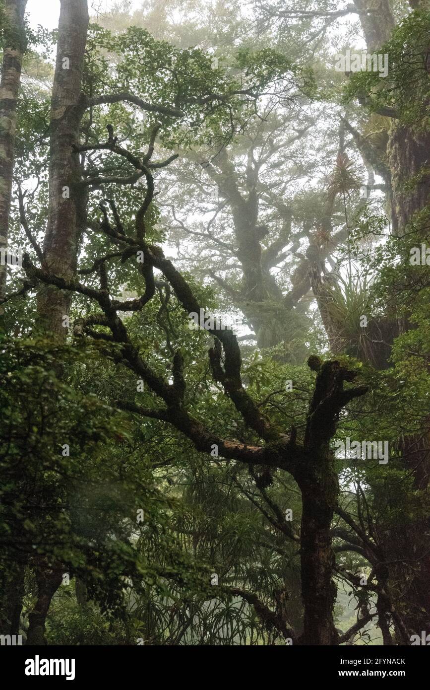 Te urewera national park hi-res stock photography and images - Alamy