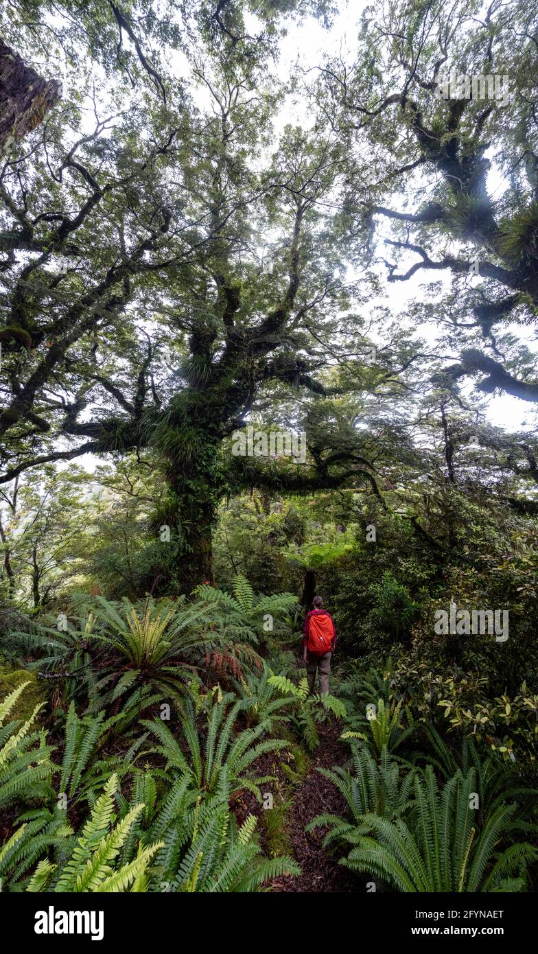 Urewera hi-res stock photography and images - Alamy