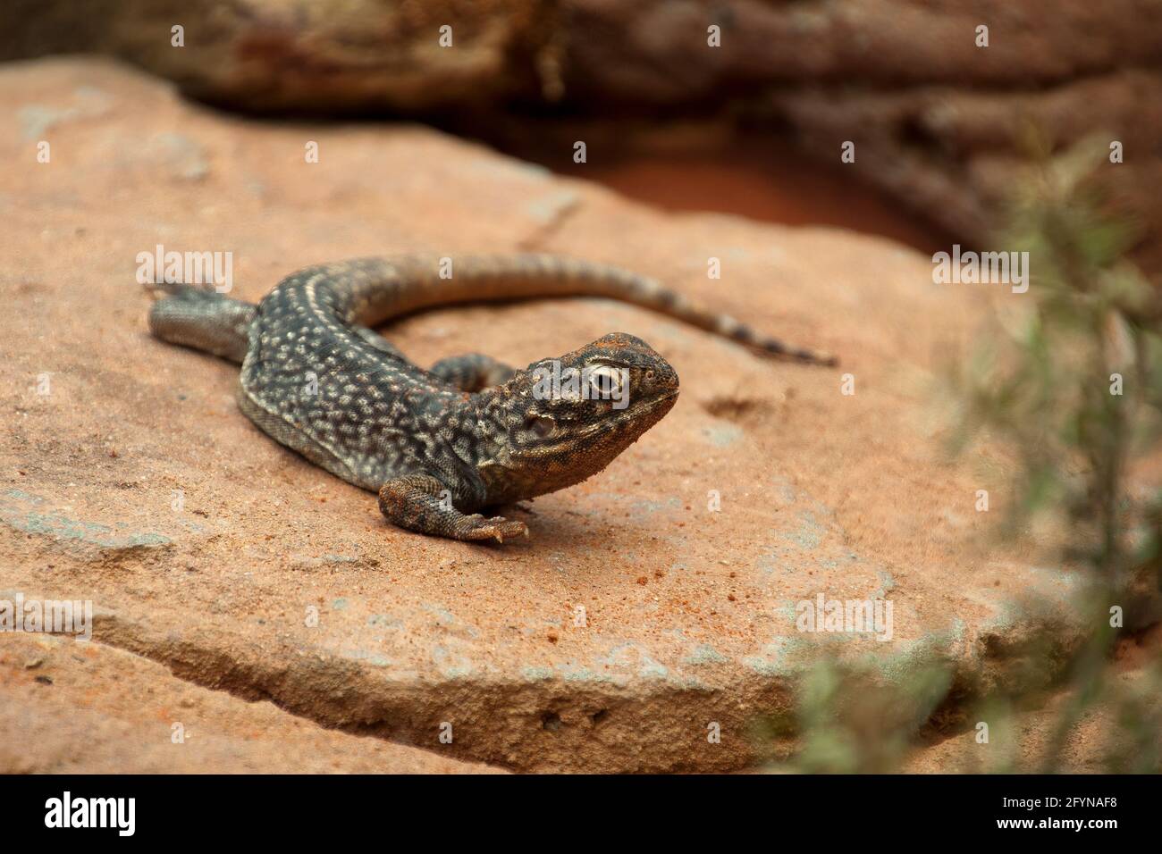 Outback areas of australia hi-res stock photography and images - Alamy