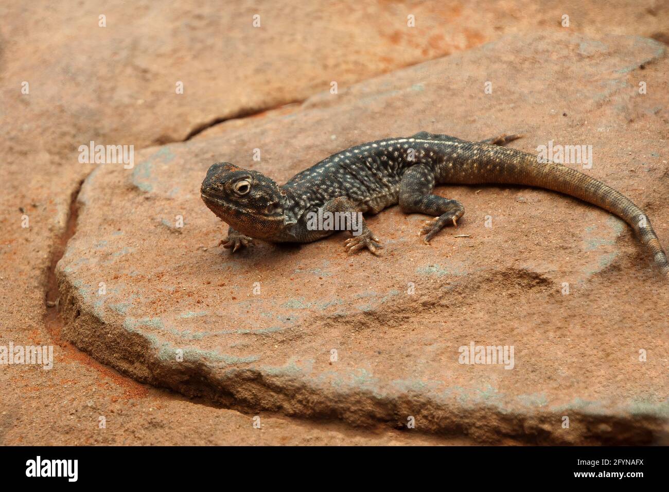 Sydney Australia, the central netted dragon is a medium-sized ...