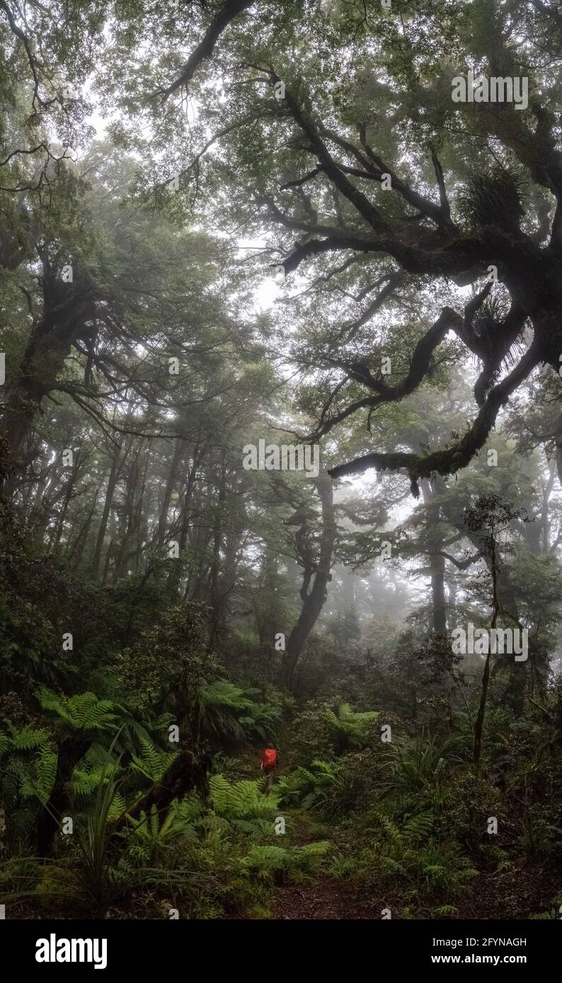 Urewera hi-res stock photography and images - Alamy