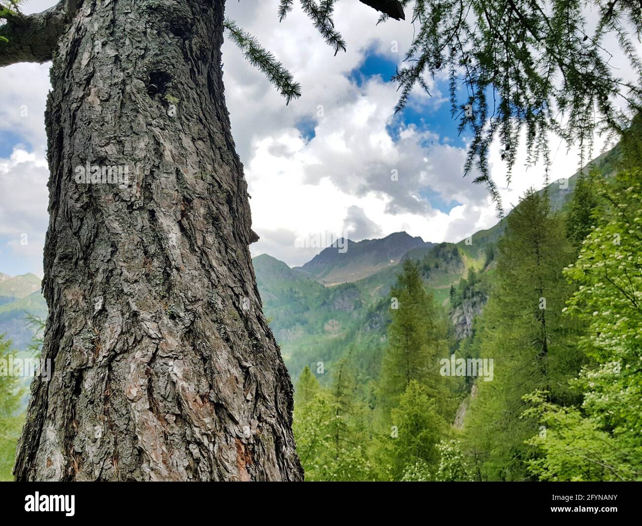 Tree trunk with branches by other light green trees - hills and clouds ...