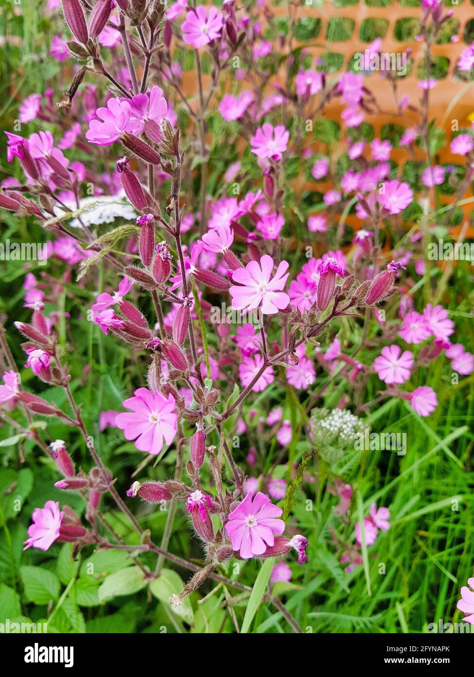 Sandman white hi-res stock photography and images - Alamy