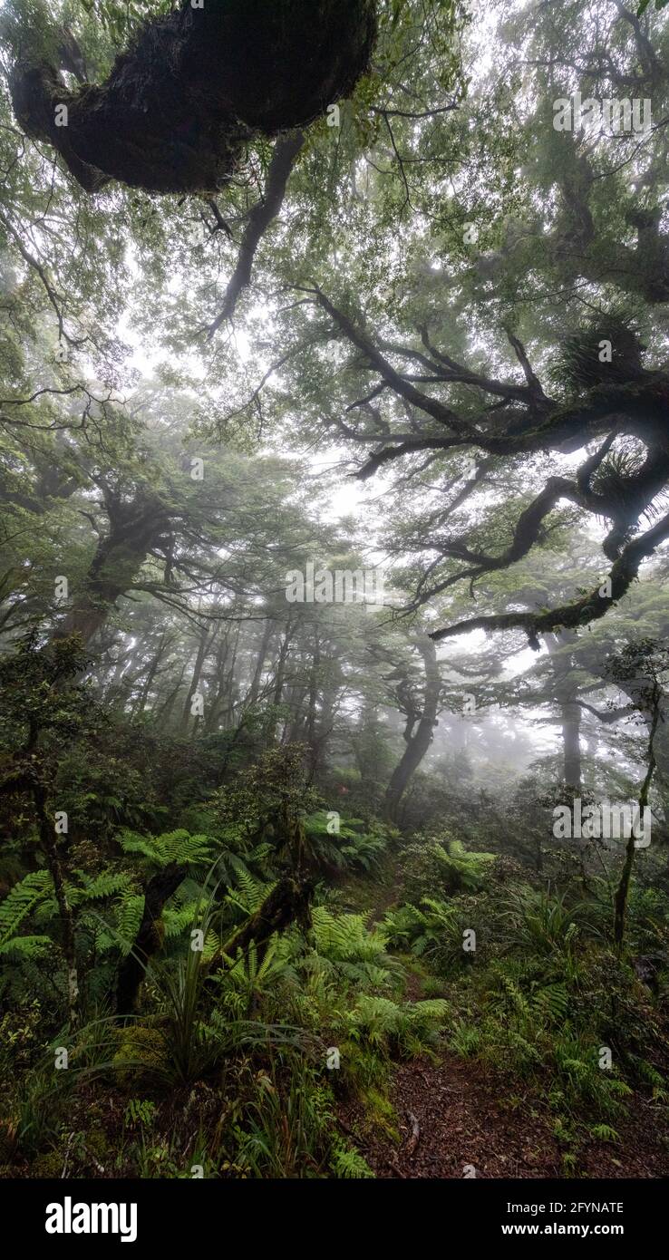 Forest giant fern new zealand hi-res stock photography and images - Alamy