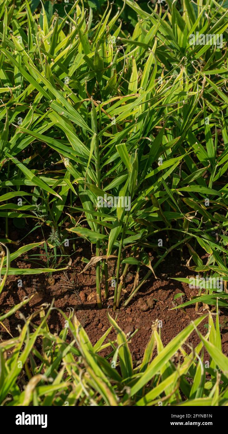 Top view showing rows of Ginger ,Zingiber Officinale plants grown up ...
