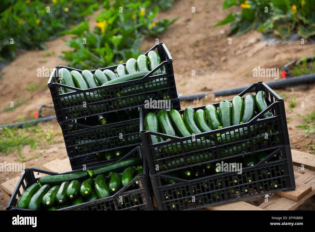 Boxes with zucchini on the farm field. Harvesting Stock Photo - Alamy