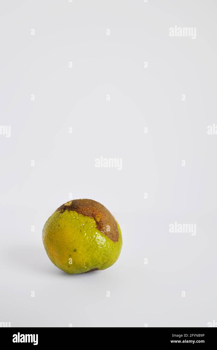 Single brown rotten lime in white background Stock Photo - Alamy