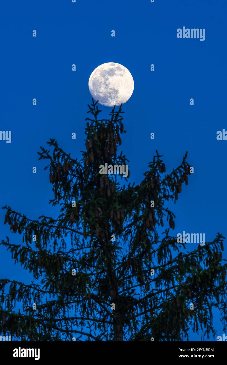 A full moon over a spruce tree in a clear blue night sky Stock Photo ...