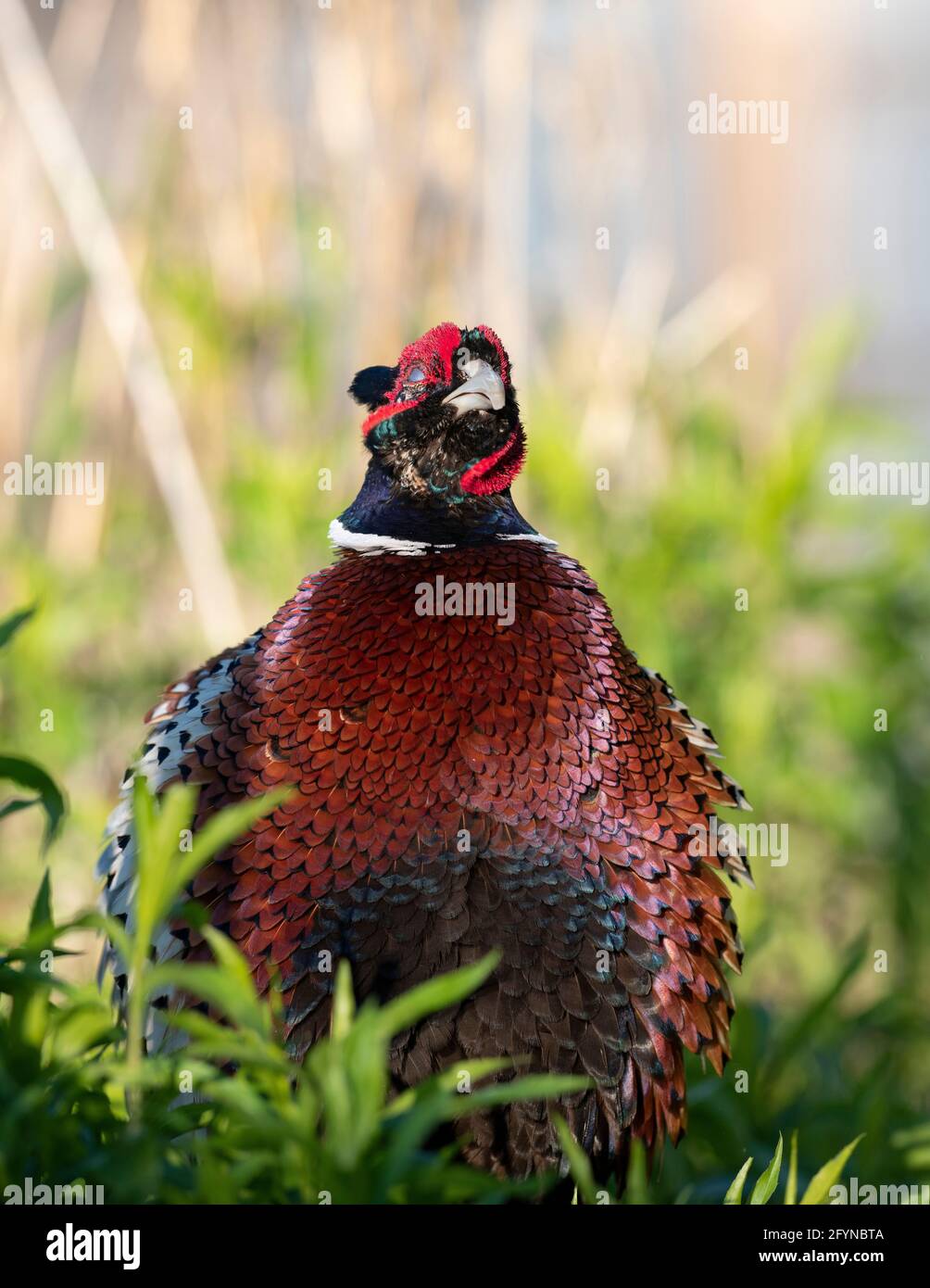 A Rooster Pheasant on a spring day in South Dakota Stock Photo - Alamy