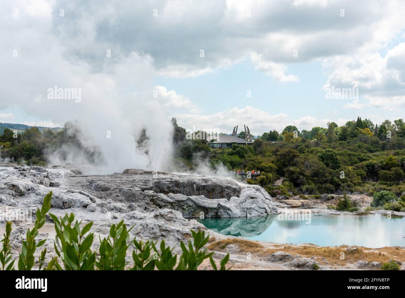 Te puia whakarewarewa geothermal valley hi-res stock photography and ...