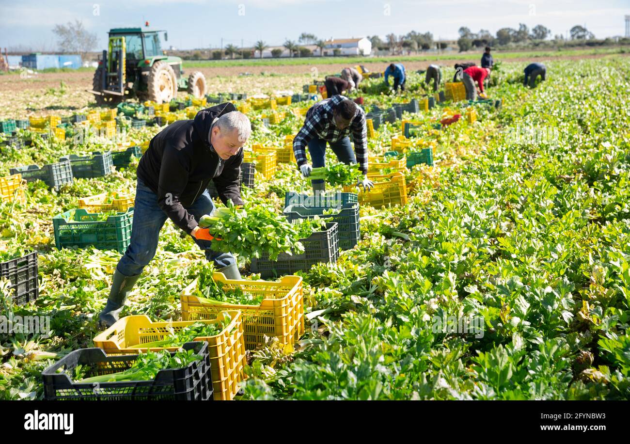 Skilled adult farm worker arranging freshly harvested green celery in ...