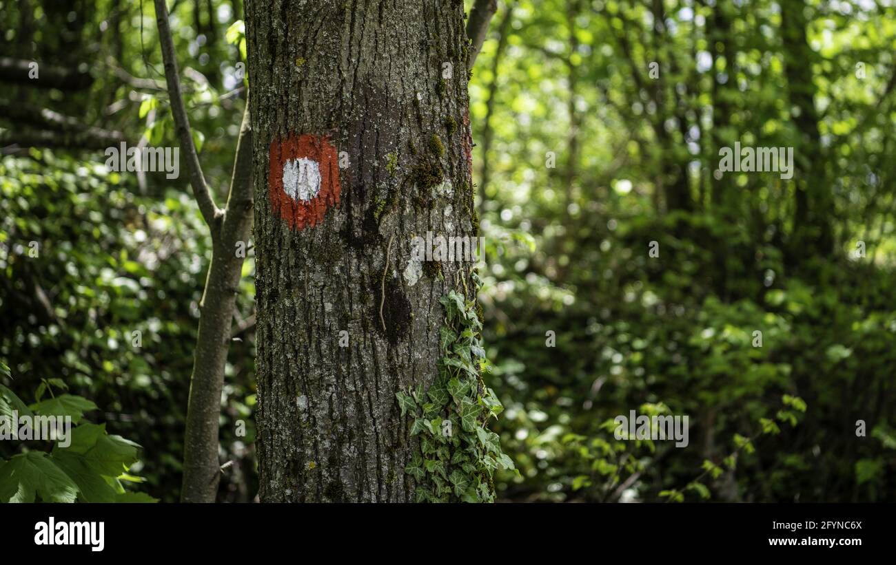 Hiking trail sign symbol on a tree in the woods Stock Photo - Alamy