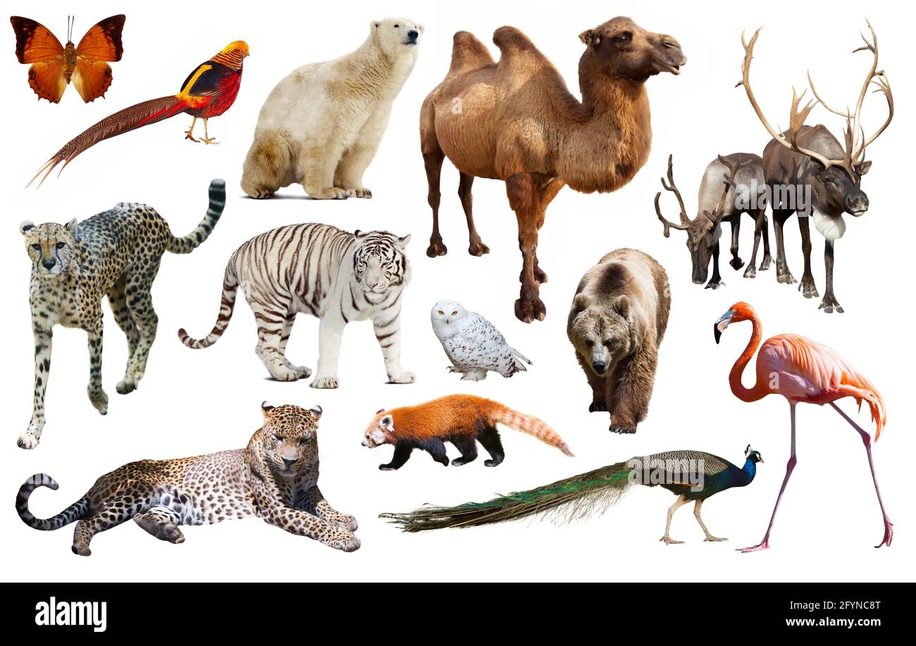 Set of various asian isolated wild animals including birds, mammals ...