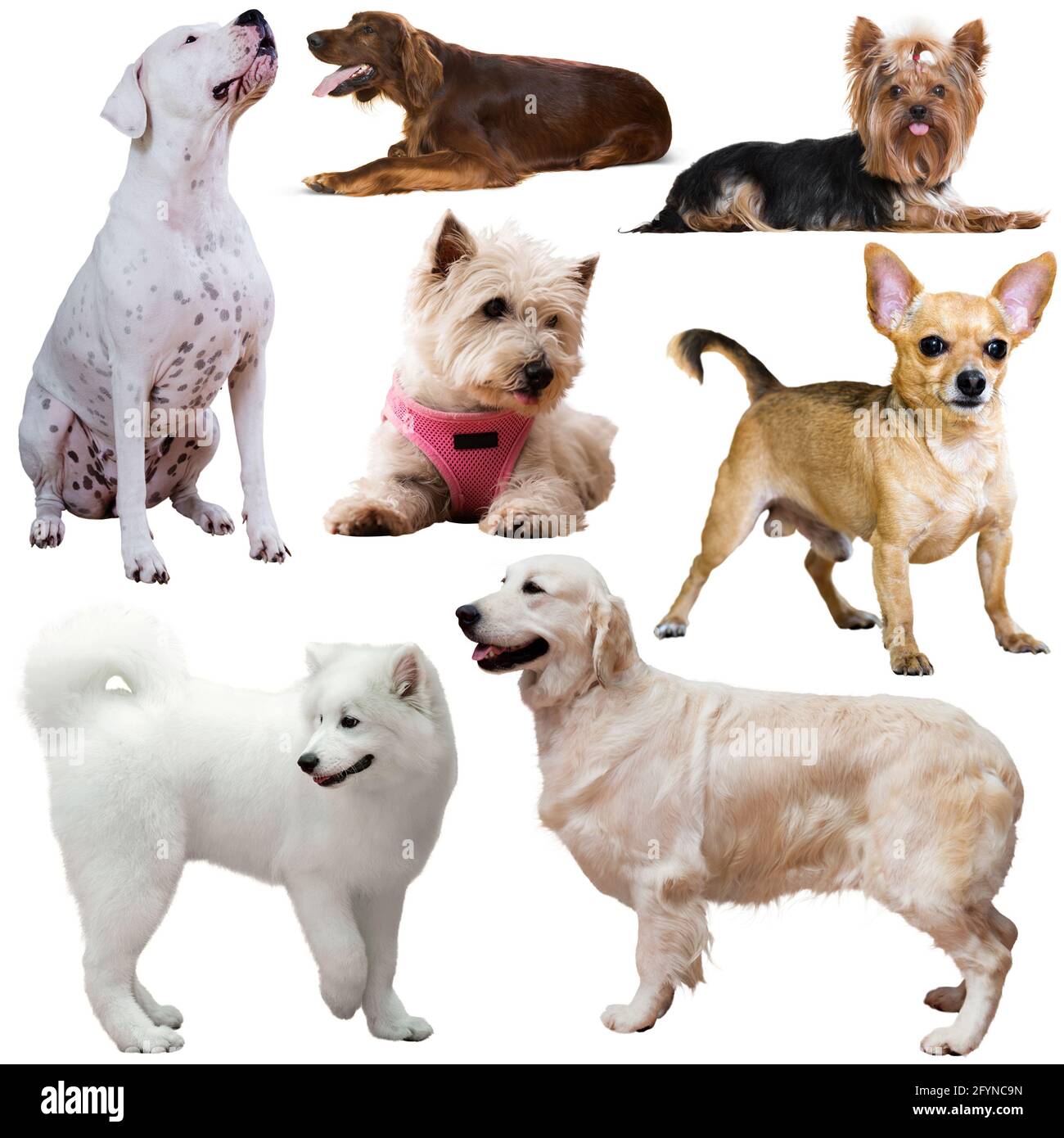 Set of dogs and puppies of different breeds, isolated on white ...