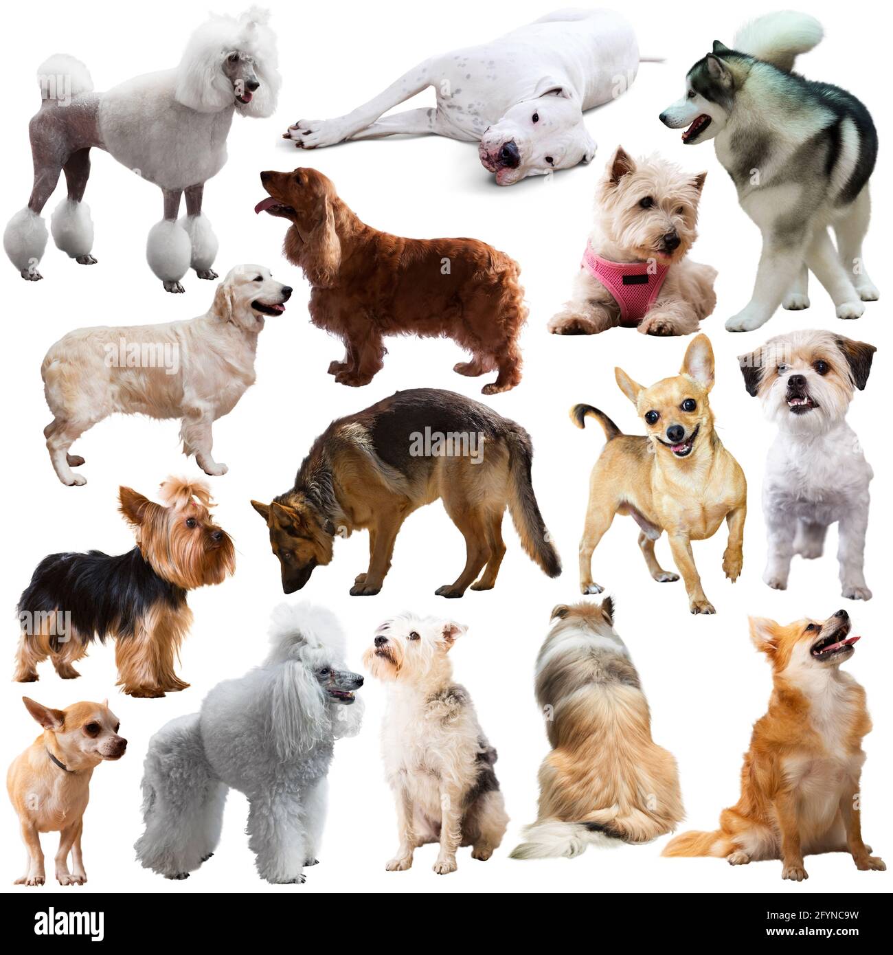 Image of many purebred dogs isolated on a white background Stock Photo ...
