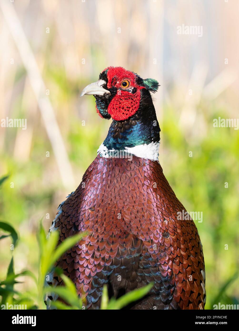 A Rooster Pheasant on a spring day in South Dakota Stock Photo - Alamy