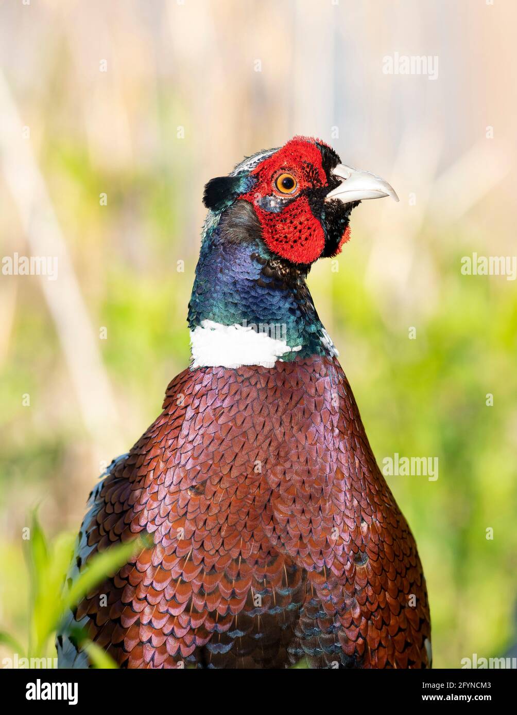 Male pheasants in breeding hi-res stock photography and images - Alamy