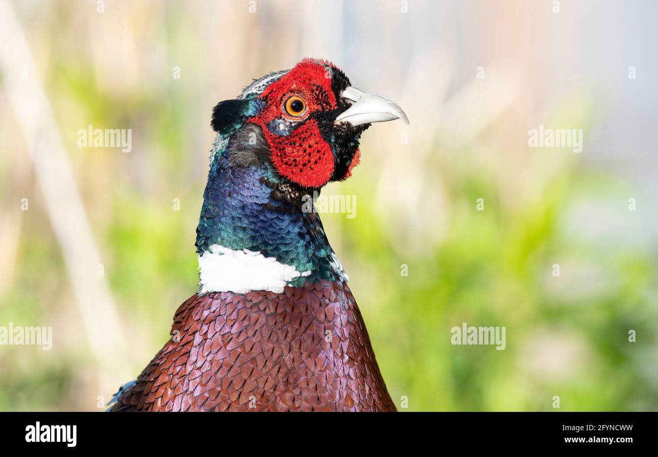 A Rooster Pheasant on a spring day in South Dakota Stock Photo - Alamy