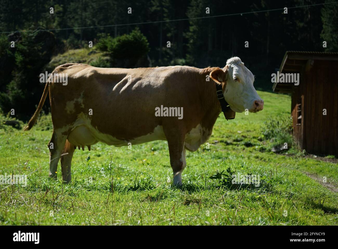 Breeding hut hi-res stock photography and images - Alamy