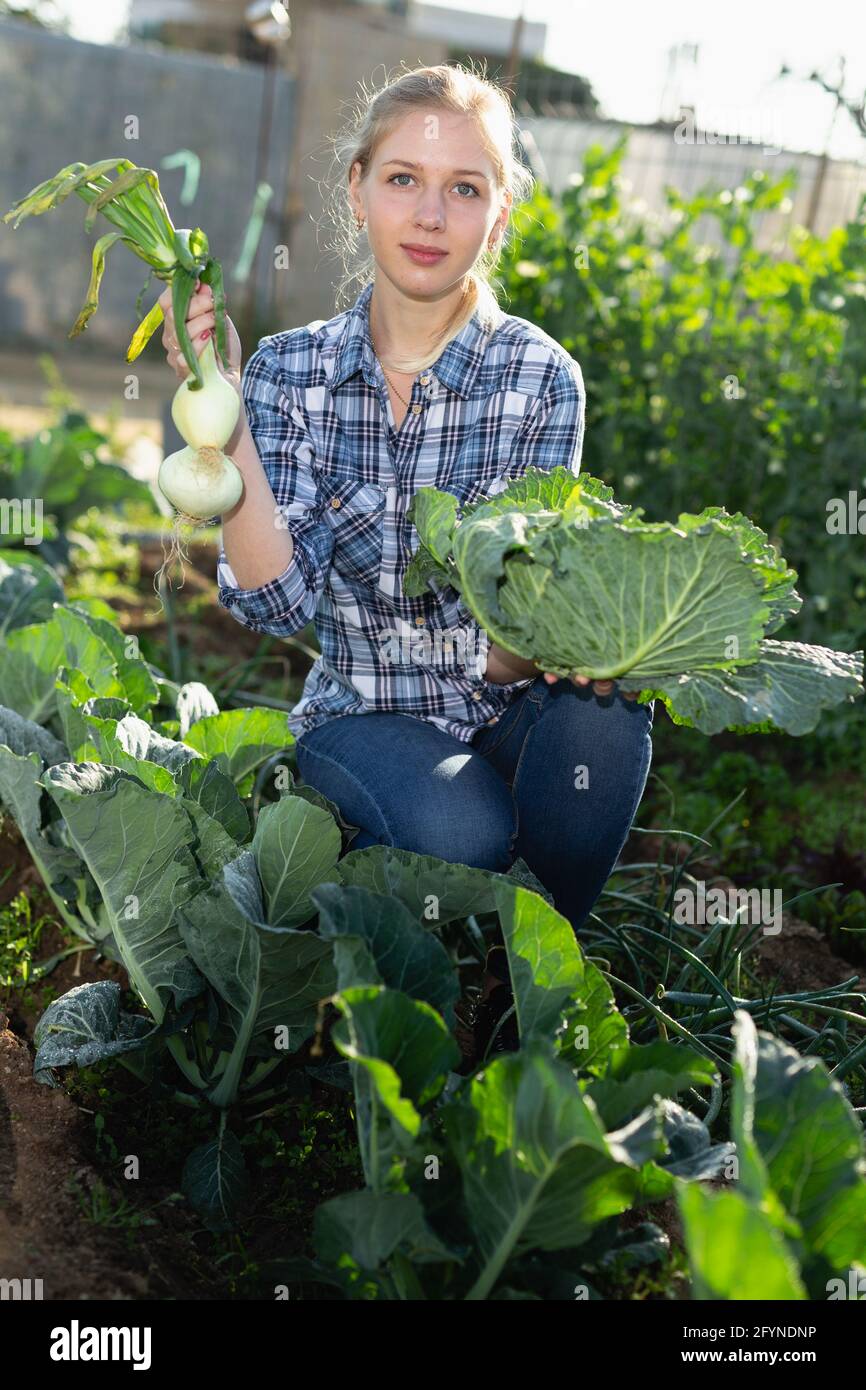 Positive woman harvesting fresh cabbage on beds of her plantation Stock ...