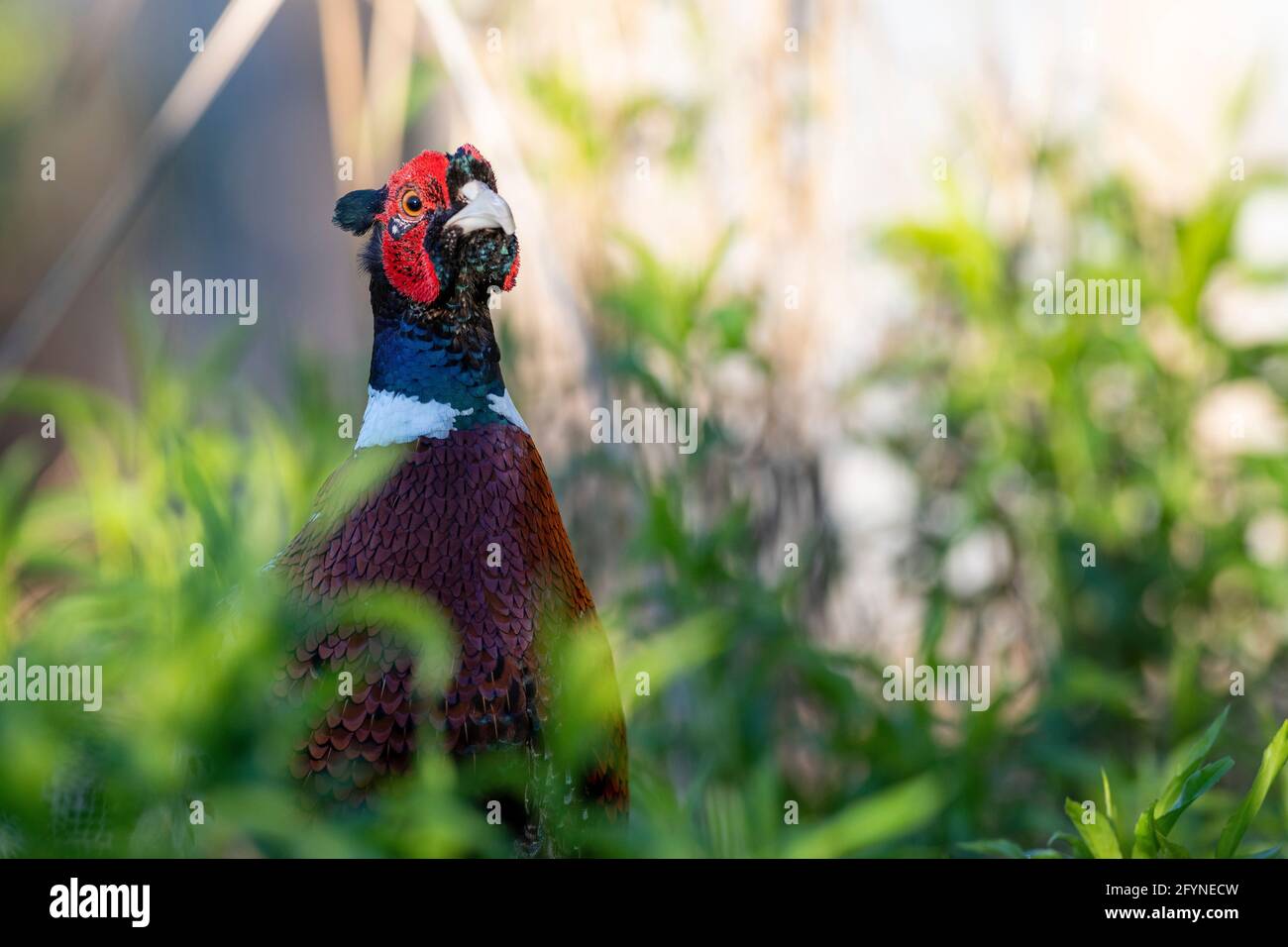 A Rooster Pheasant on a spring day in South Dakota Stock Photo - Alamy