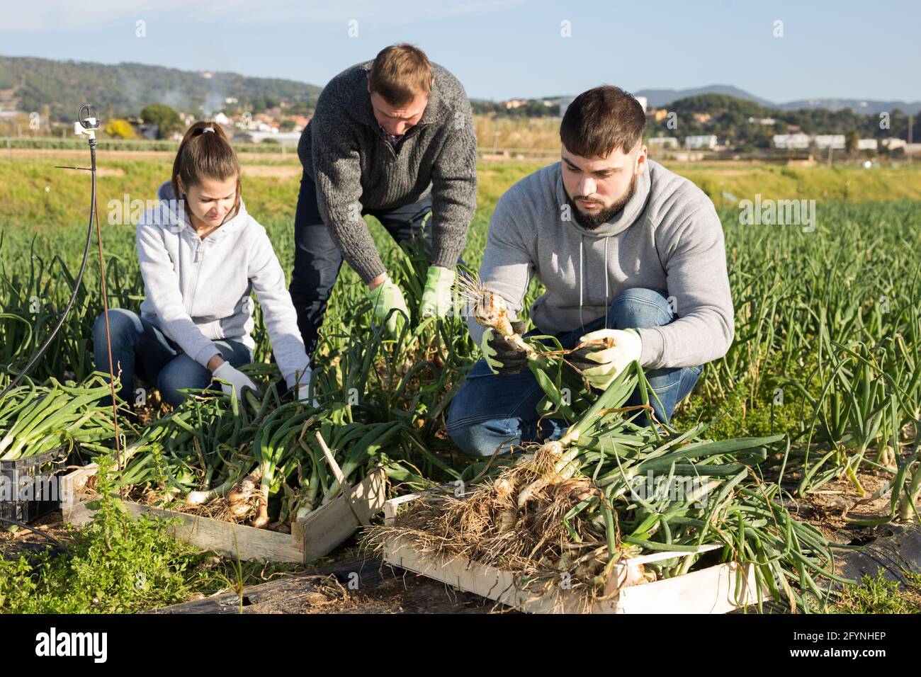 Successful farm family harvesting organic scallions on vegetable ...