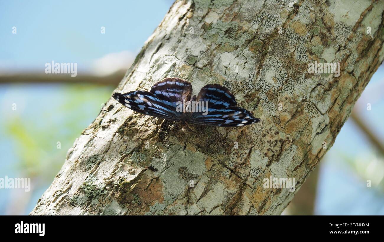 Blue-banded purplewing butterfly on a tree bark Stock Photo - Alamy