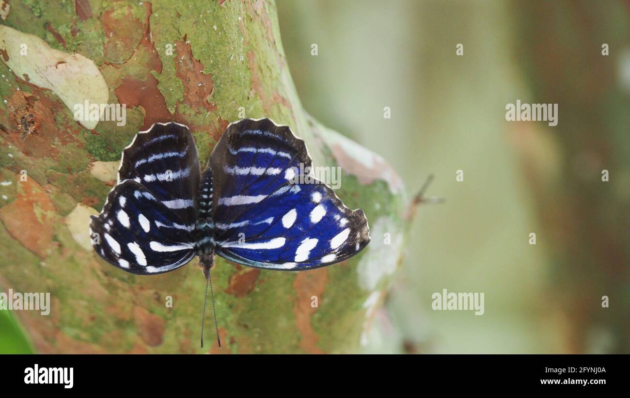 Royal blue butterfly hi-res stock photography and images - Alamy