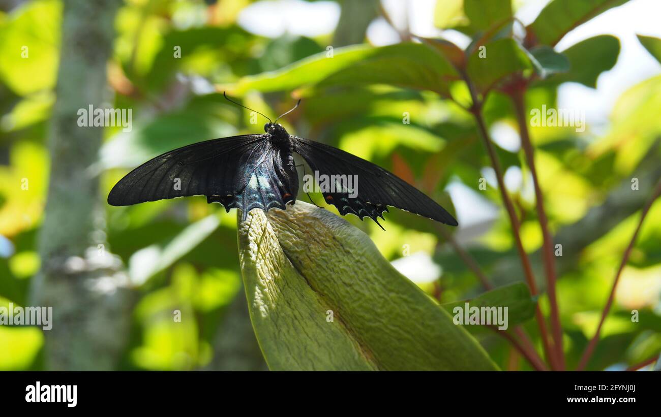 Ascalaphus swallowtail hi-res stock photography and images - Alamy