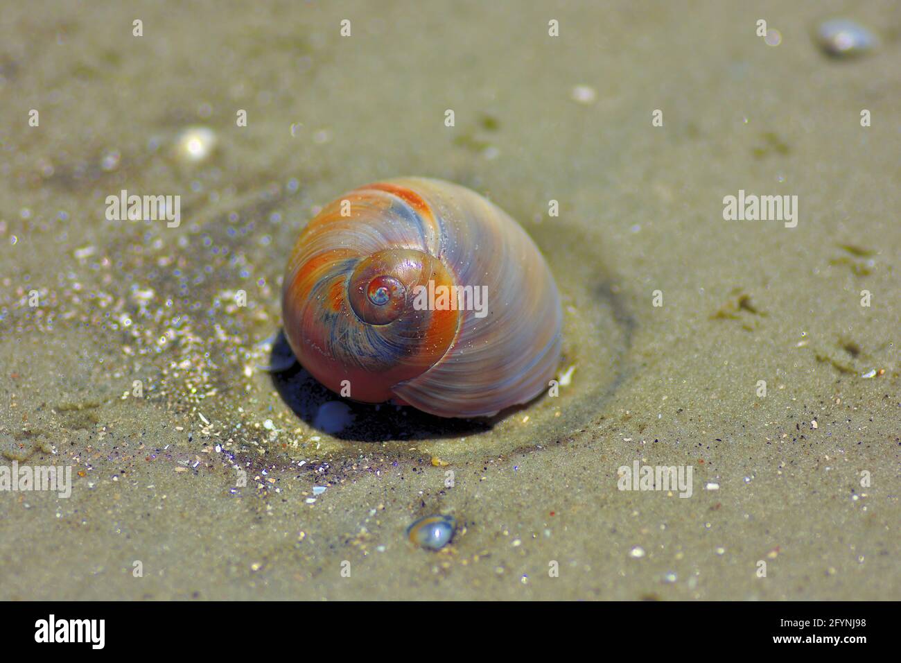 Shell on beach tide background hi-res stock photography and images - Alamy